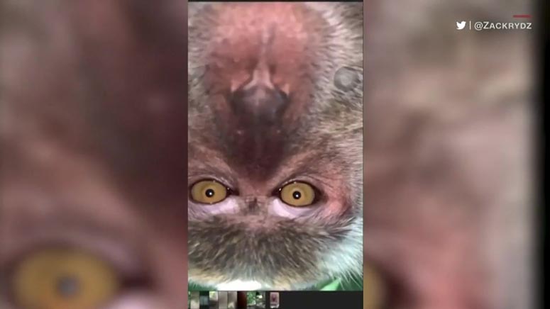 Primate monkeys around with student’s phone, takes selfies – Boston ...