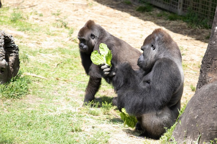 Tiny critically endangered gorilla baby born in New Orleans - Boston News, Weather, Sports ...