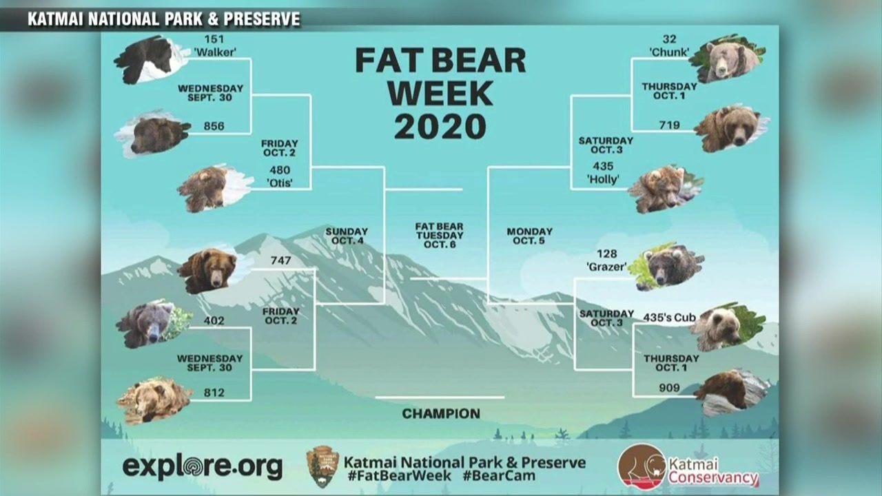 The holiday everyone needs right now is upon us: Fat Bear Week - Boston ...