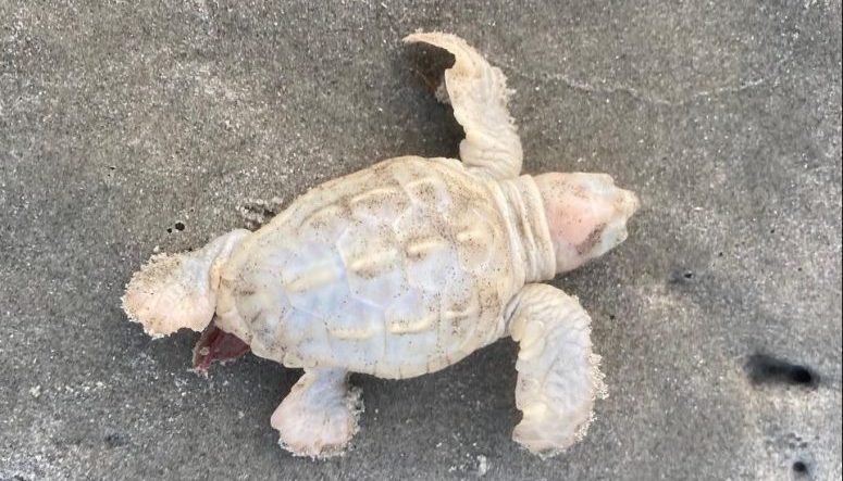 Rare white sea turtle found on South Carolina beach - Boston News ...