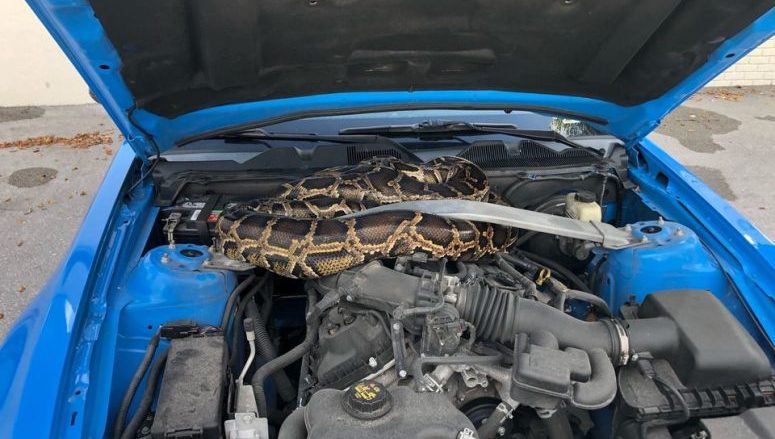 Florida wildlife officials captured a 10-foot-long python that had ...