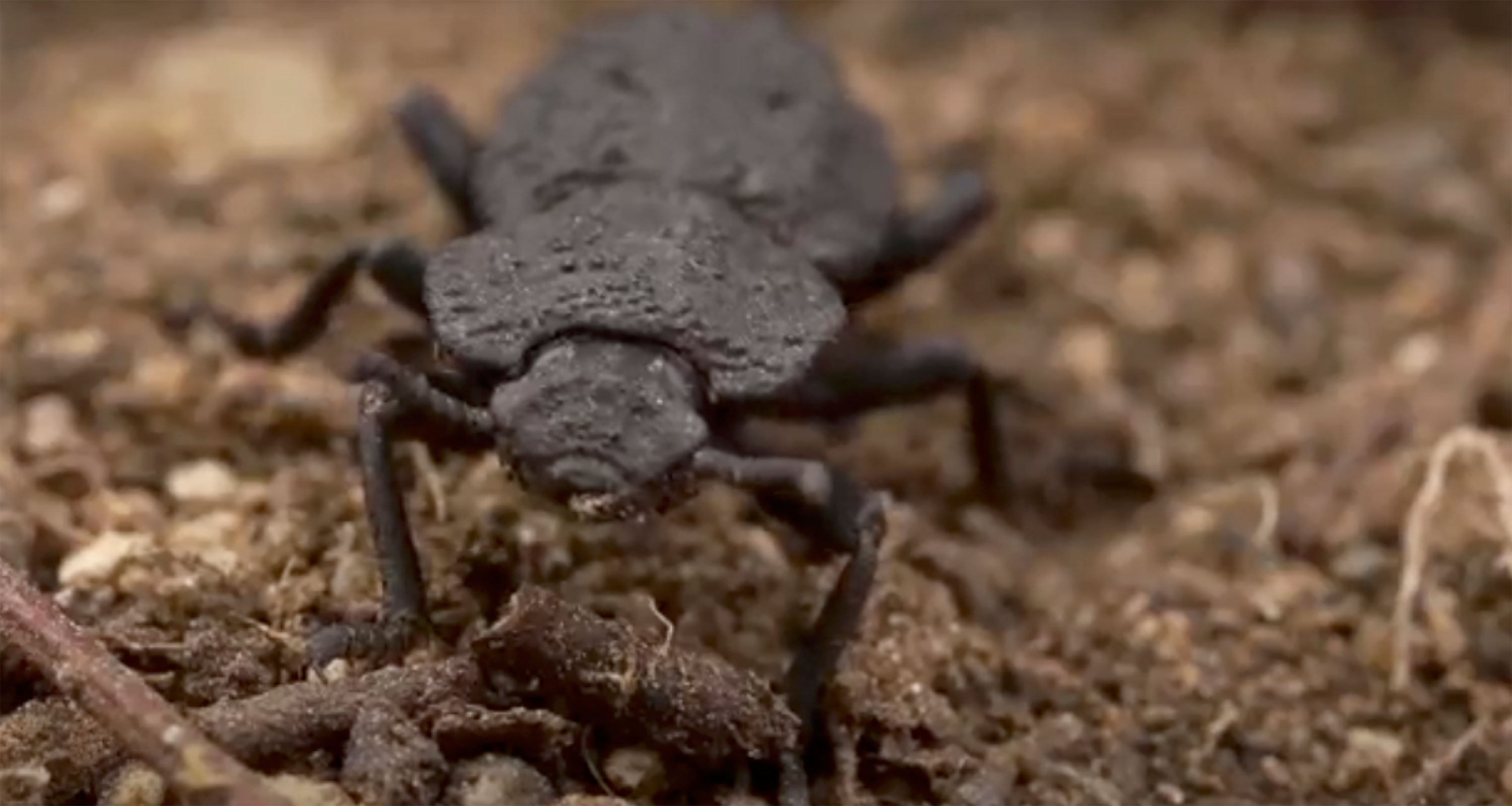 This super-beetle can survive being run over by a car - Boston News ...