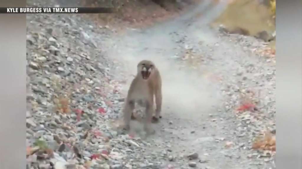 WATCH: Hiker’s terrifying encounter with cougar caught on camera ...