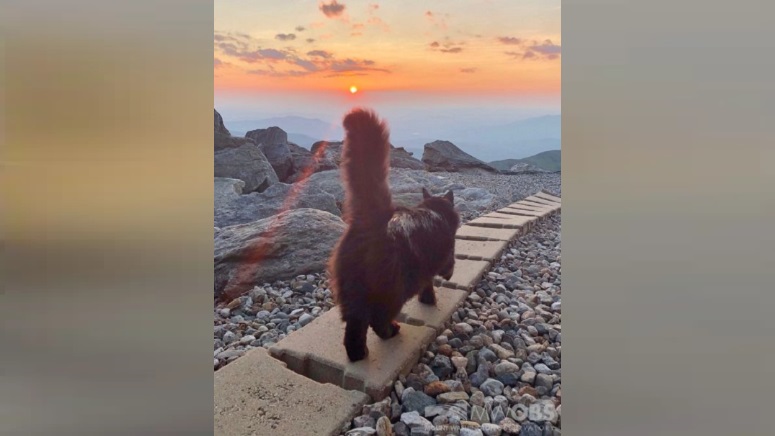 Mount Washington park workers mourning mascot Marty the Cat - Boston ...