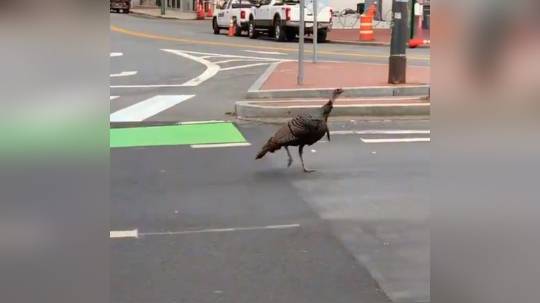 Cambridge police tailing wild turkey through Harvard Square - Boston ...