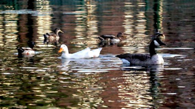 Essie, beloved duck ‘adopted’ by geese on Esplanade, up for adoption ...