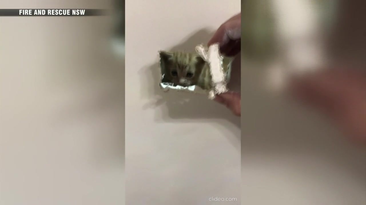 WATCH: Firefighters rescue kitten trapped between walls of owner’s home ... WATCH: Firefighters rescue kitten trapped between walls of owner’s home ...