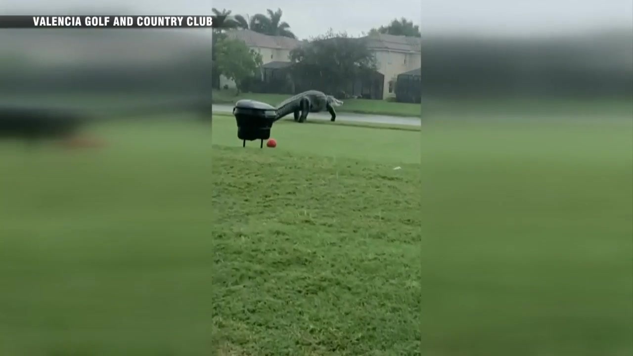 Massive alligator caught on camera walking on golf course - Boston News ...