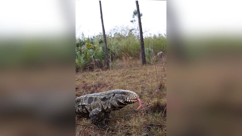 An invasive species of giant lizard has been making its way through the ...