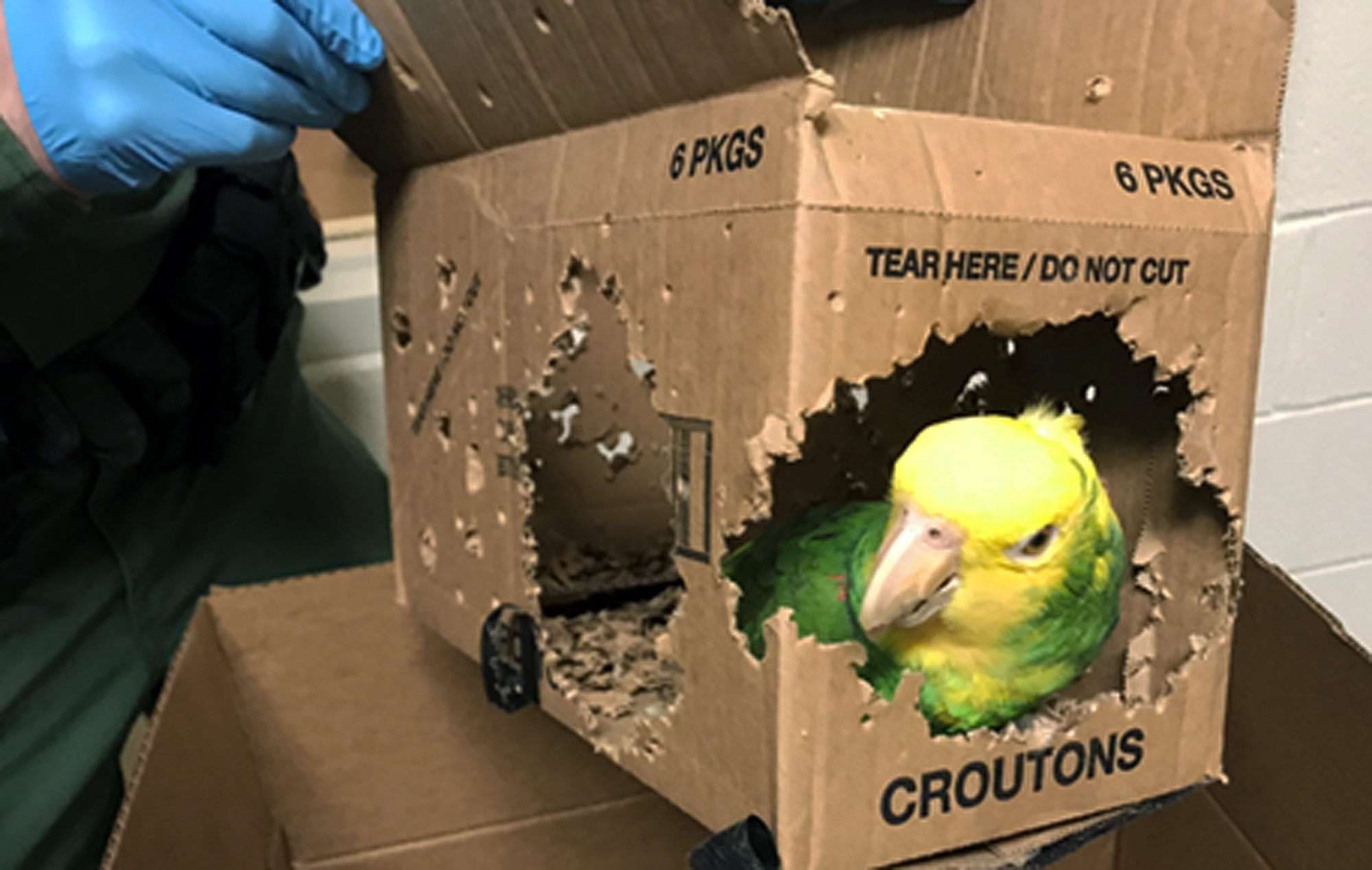 Man gets no jail time for smuggling parrots into the U.S. - Boston News ...