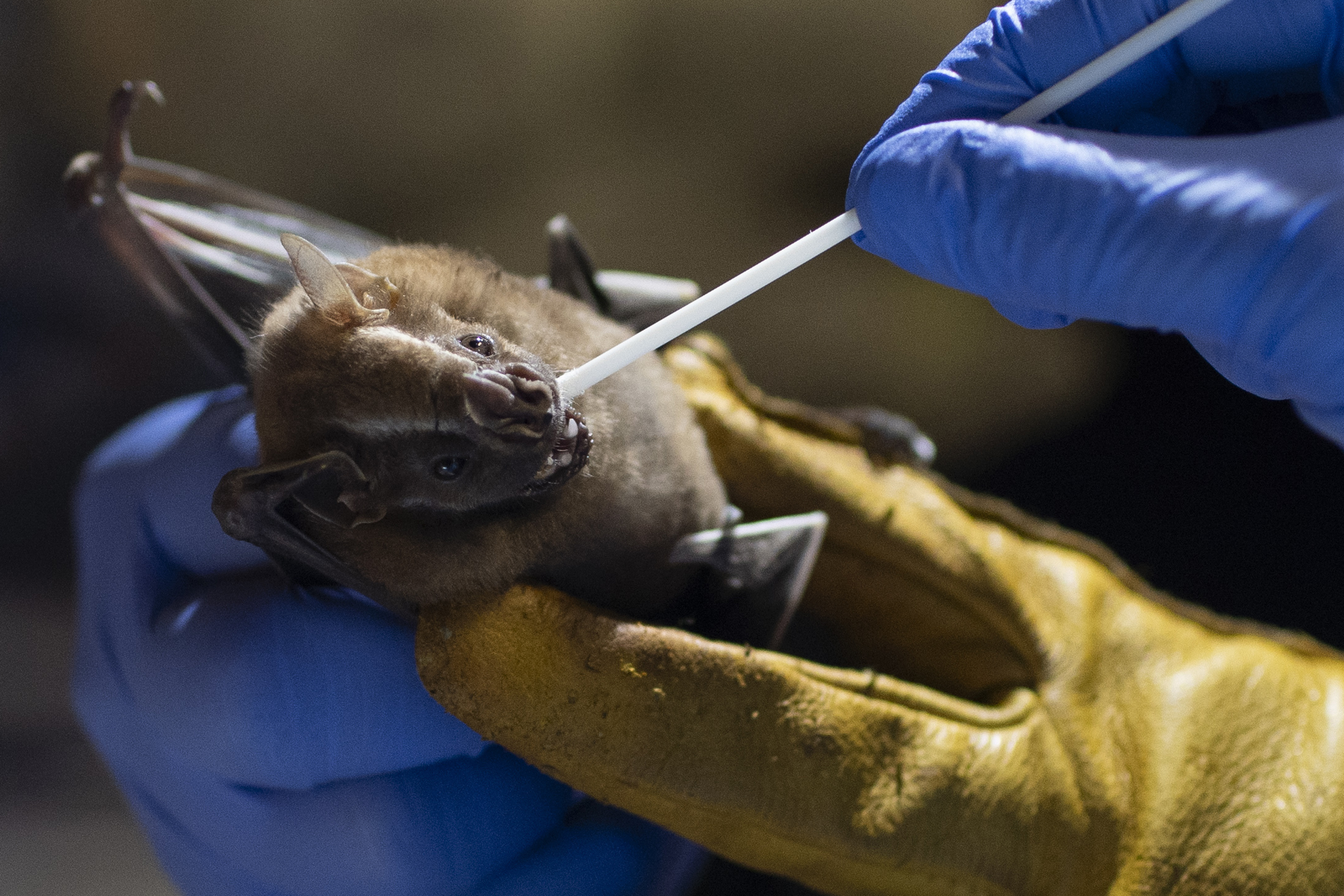 Scientists focus on bats for clues to prevent next pandemic - Boston ...