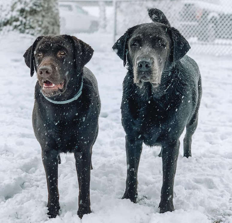 Photos: Massachusetts dogs living their best lives during season’s ...
