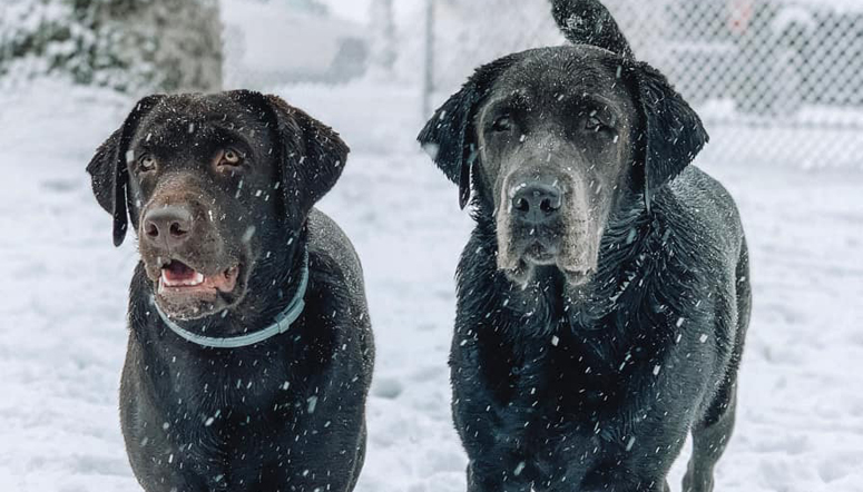 Photos: Massachusetts dogs living their best lives during season’s ...