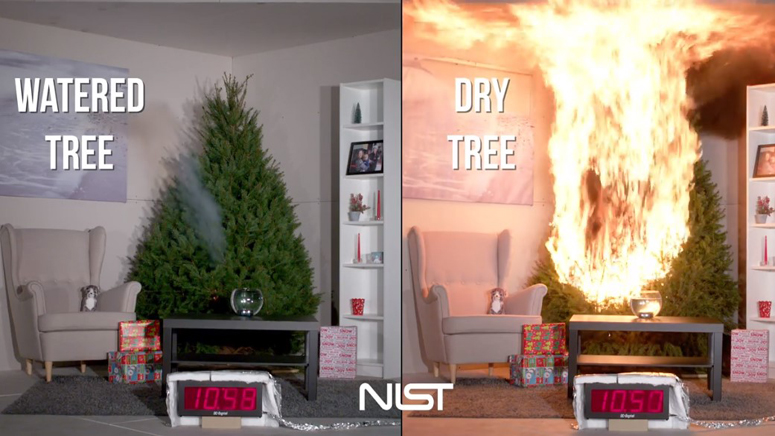 Here’s why you need to water your Christmas tree every day - Boston ...