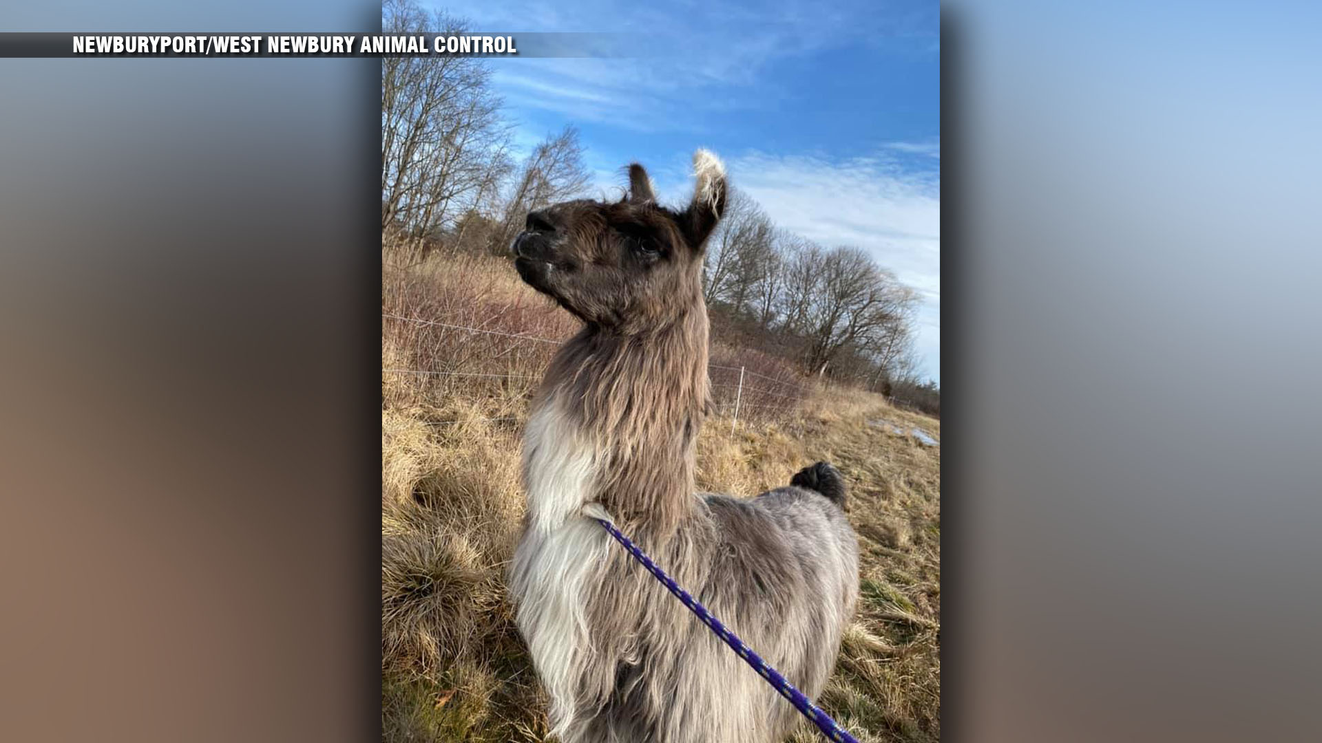 Animal control looking for owner of llama found in Newburyport - Boston ...