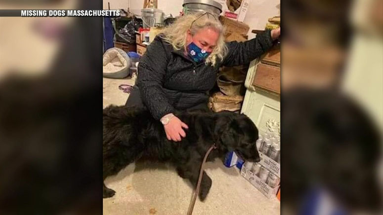 Missing dog reunited with owner after 40 days - Boston News, Weather ...
