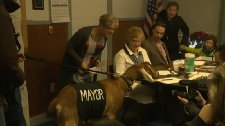 Dog and goat serving as mayor raise money for Vermont playground ...
