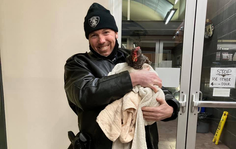 Missing a rooster? Quincy police officer wrangles wayward chicken ...