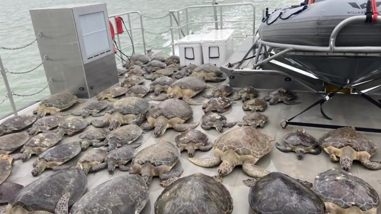 Thousands of cold-stunned sea turtles being rescued in Texas - Boston News, Weather, Sports ...