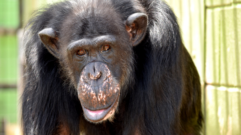 Animals at primate sanctuary freeze amid Texas power outage - Boston ...