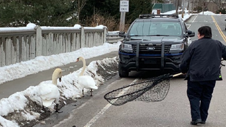 Dedham animal control helps relocate swans spotted on busy roadway ...