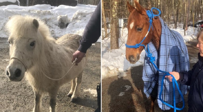 Police searching for owners of horse, pony found in Newbury - Boston ...