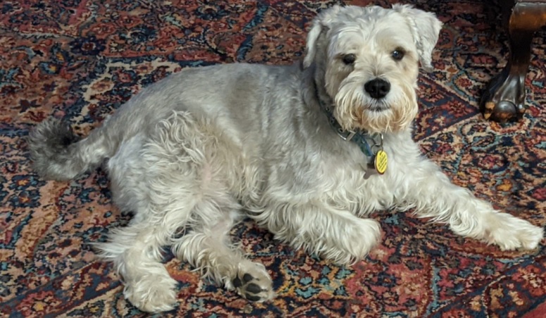 Dog who underwent surgery after ingesting paper mask now adjusting well ...