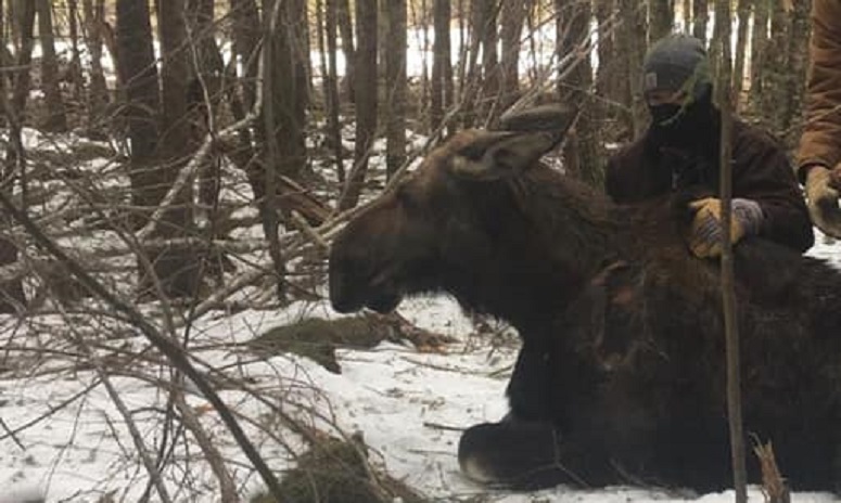 NH wildlife biologist helps moose that became trapped between rock ...