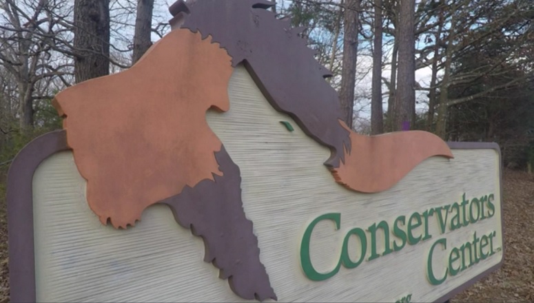 Wolves bite worker at center where lion had killed intern - Boston News ...