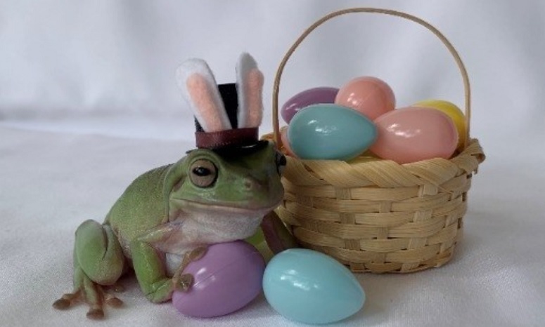 Betty the tree frog becomes first-ever amphibian to be named Cadbury ...