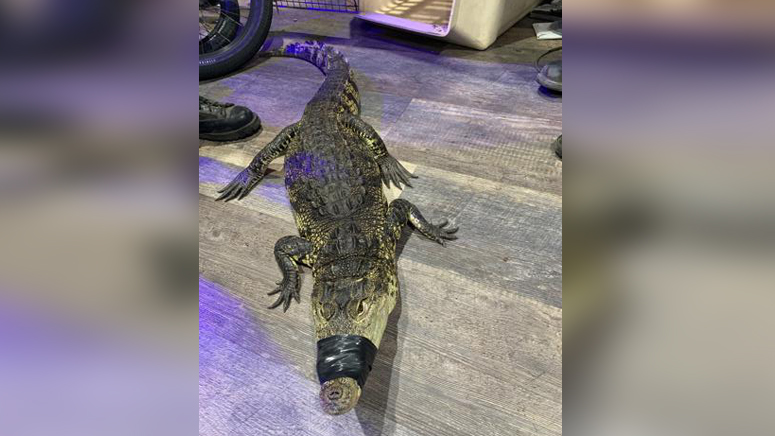 Police conducting drug raid at waterfront home greeted by alligator ...