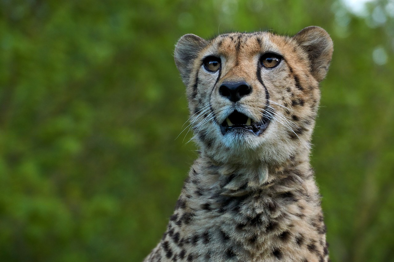 Zookeeper recovering after cheetah attack - Boston News, Weather ...