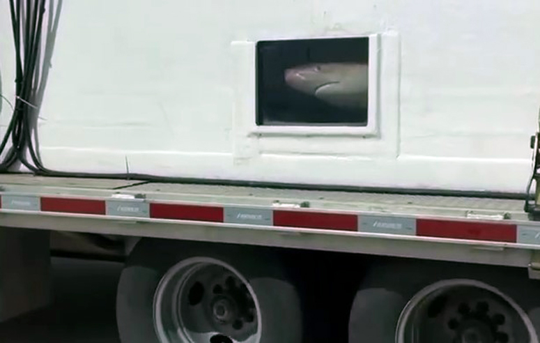 Woman driving on highway captures video of sharks swimming in tank ...