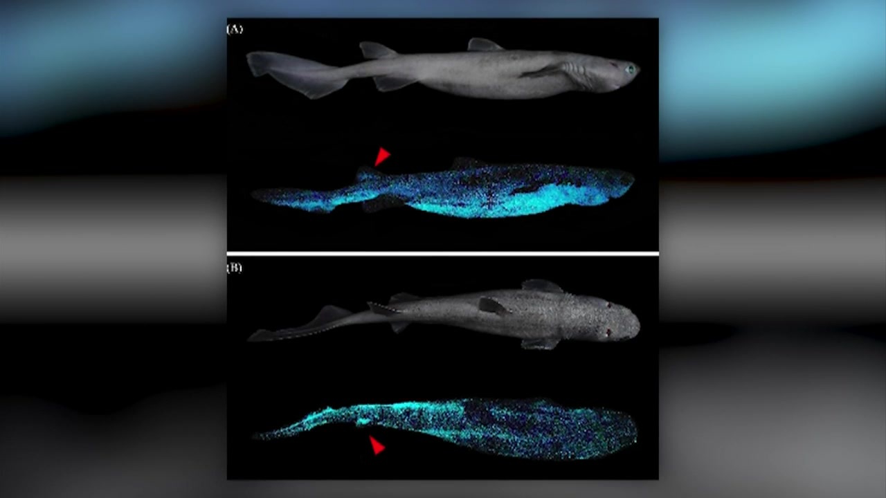 Scientists document 3 shark species that glow in the dark off coast of ...