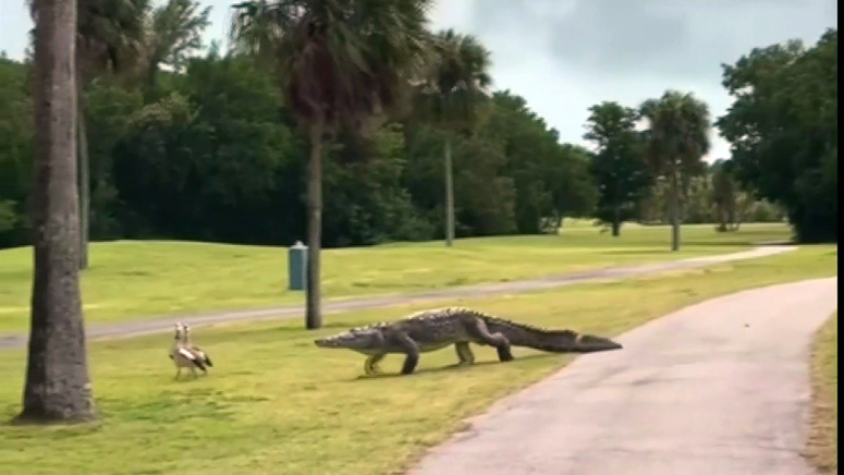 Golfers capture video of giant crocodile strolling across course ...