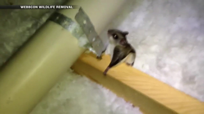 Hank Investigates: Wild Roommates - Boston News, Weather, Sports | WHDH ...