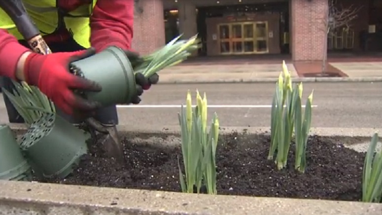 ‘A bit of brightness’: Thousands of daffodils planted by Boston ...