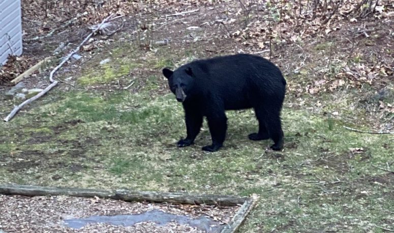 Black bear spotted wandering around Ashland - Boston News, Weather ...