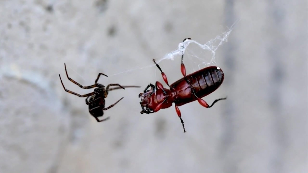 MIT scientists translated spider webs into music. It could help us talk ...