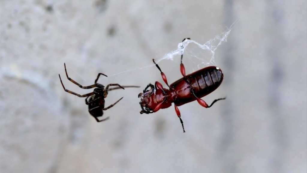 MIT scientists translated spider webs into music. It could help us talk ...