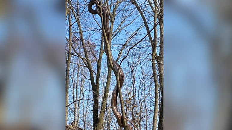 giant snake trail – Boston News, Weather, Sports | WHDH 7News