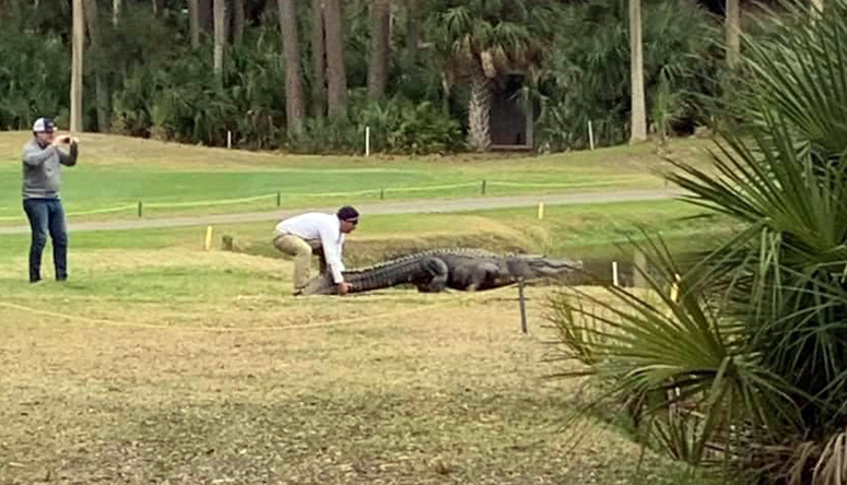 Man facing molestation charge after photo shows him harassing alligator ...