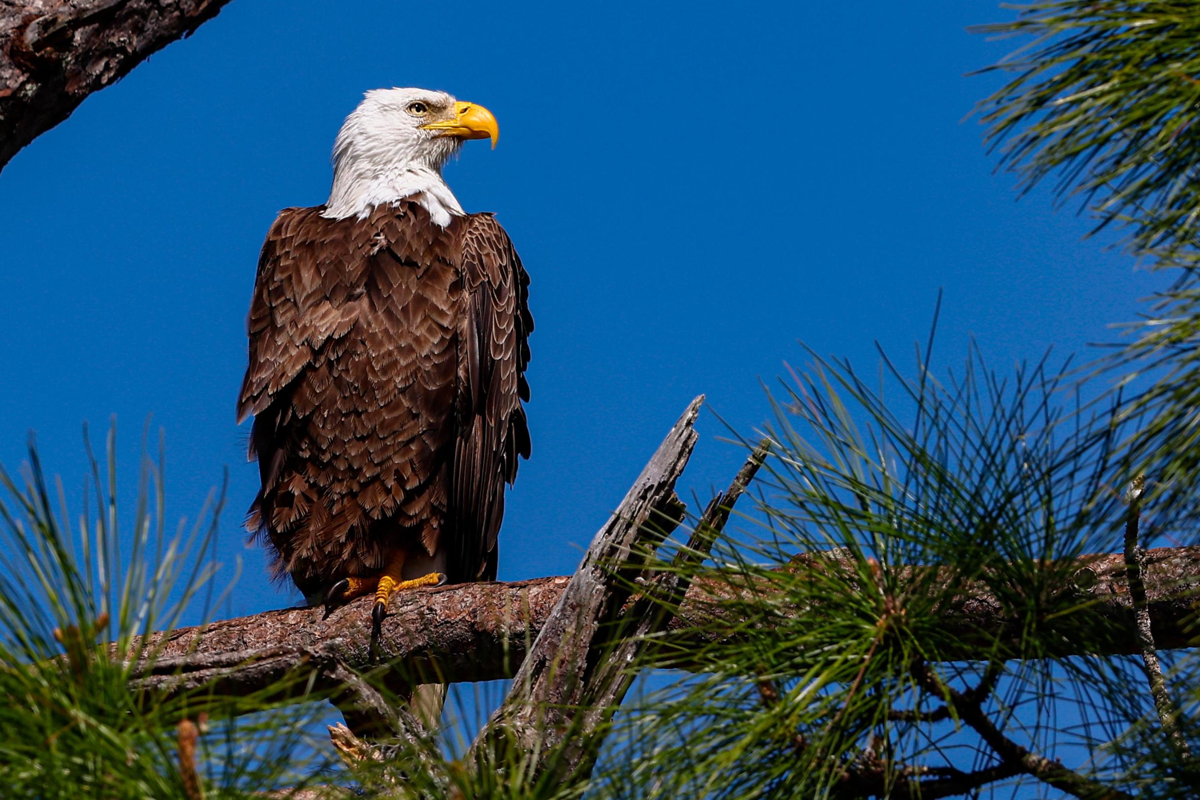 Study: Rat poison found in over 80 percent of American bald eagles ...