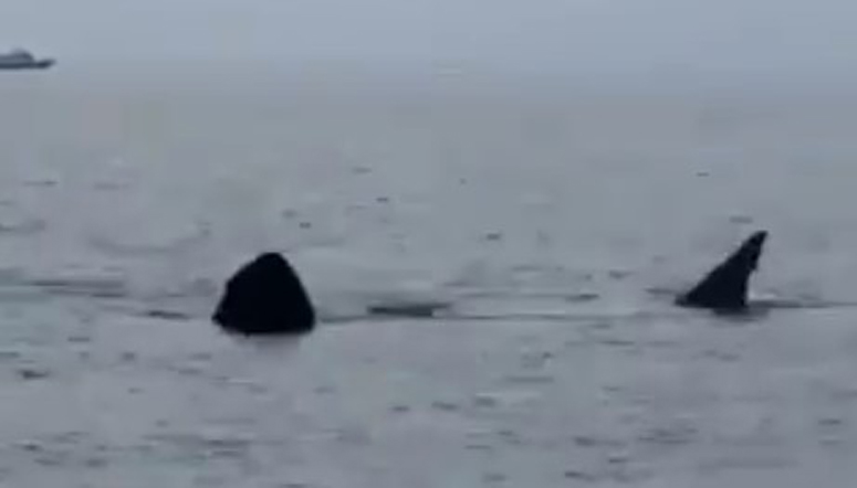 Conservancy shares video of first basking shark sighting of season off Cape Cod - Boston News ...