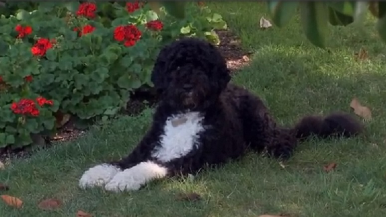 Obama dog Bo, once a White House celebrity, dies from cancer - Boston ...