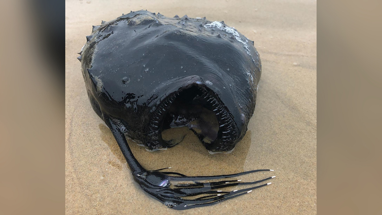 A monstrous-looking fish normally found thousands of feet deep in the ...