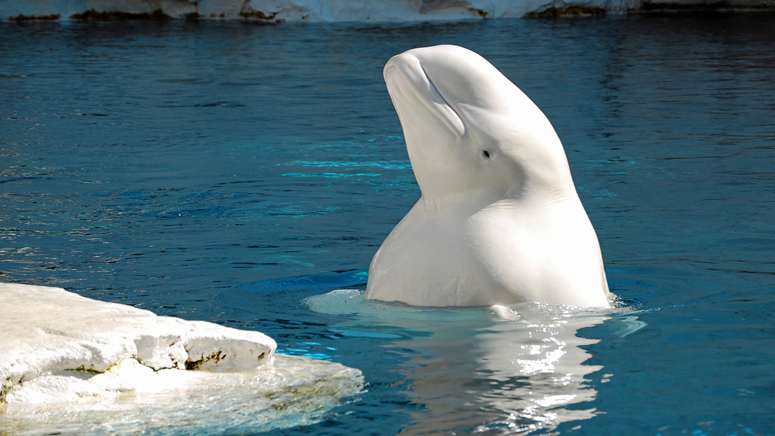 Mystic Aquarium getting 5 Beluga whales from Canada - Boston News, Weather, Sports | WHDH 7News