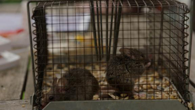 Millions of mice are swarming Australian towns. Now there’s a plan to ...