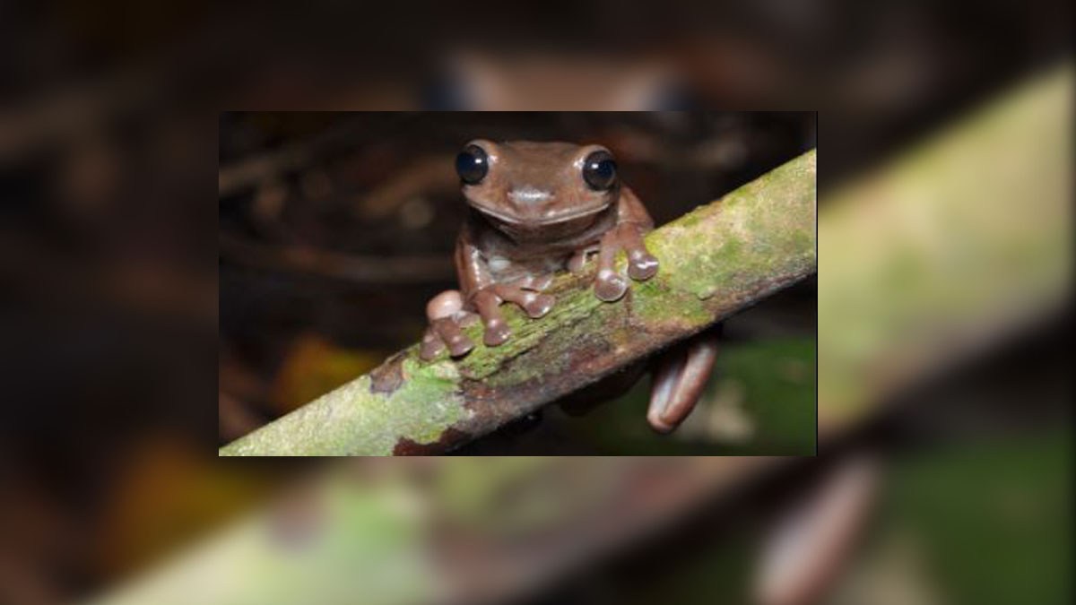 Scientists discover new ‘chocolate frog’ in swamp in New Guinea ...