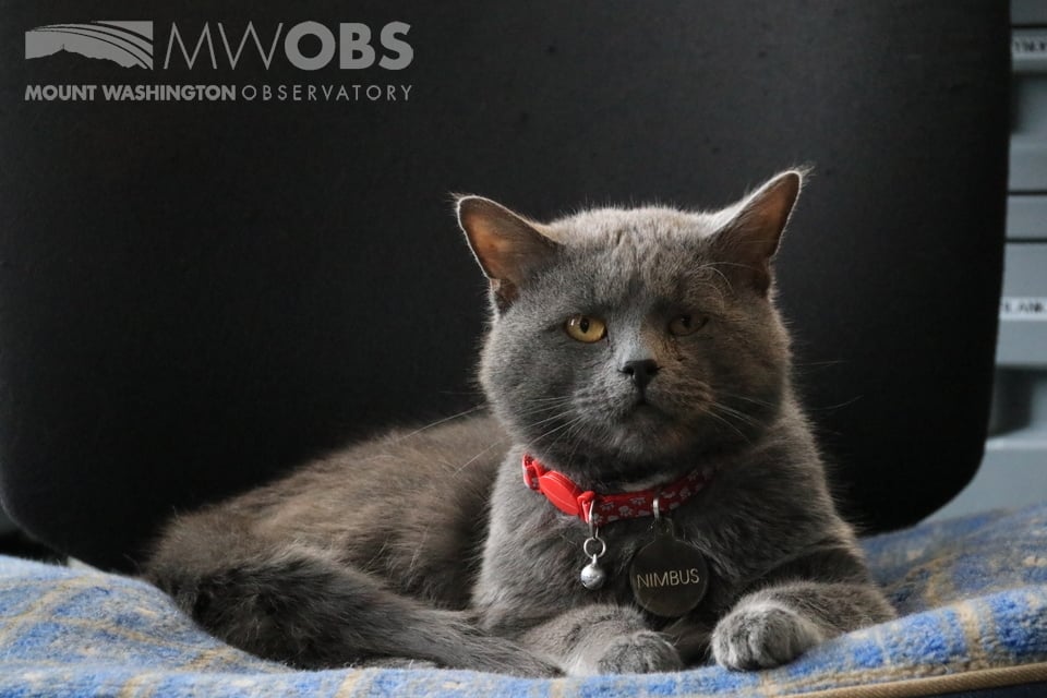 New cat named ‘Nimbus’ settles in at Mount Washington Observatory ...
